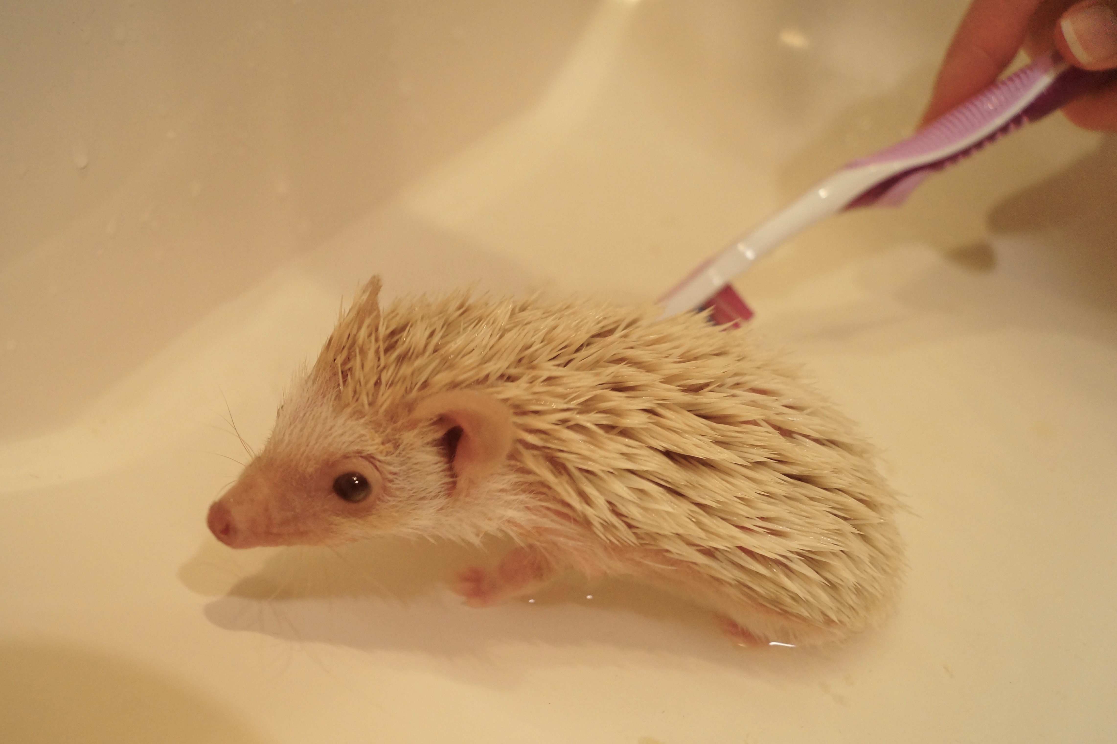 Hedgehog bath time basics, plus ducky