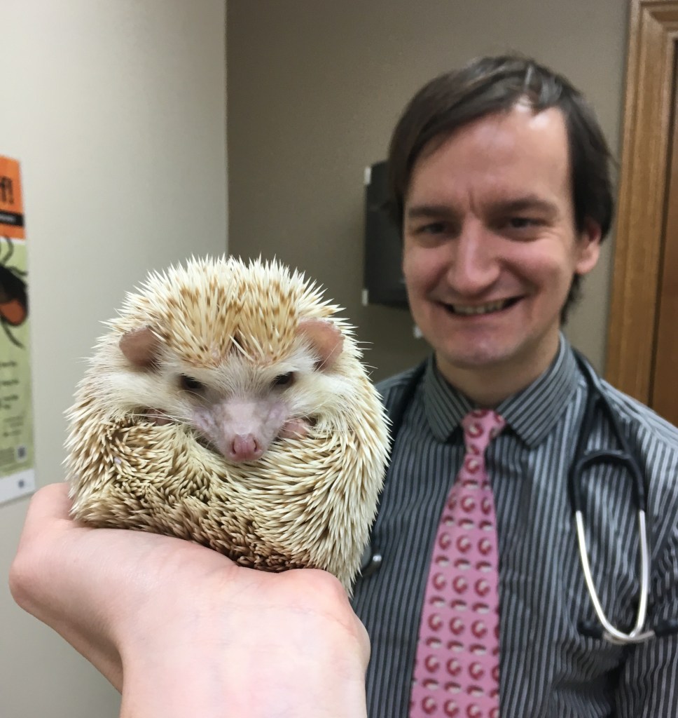 On hedgehog cysts and finding an exotic vet